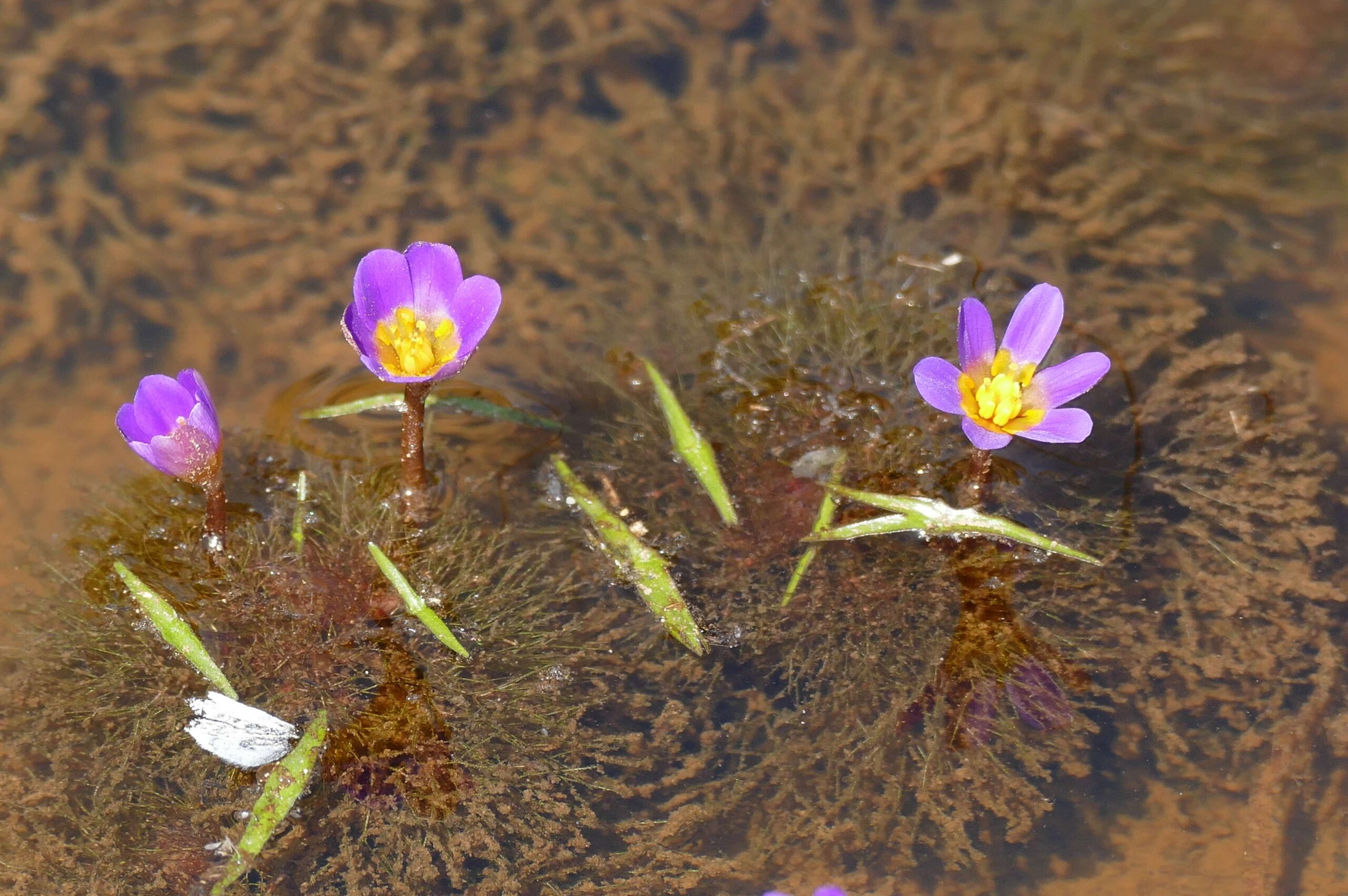 Labūstras (Cabomba) vandeninis augalas