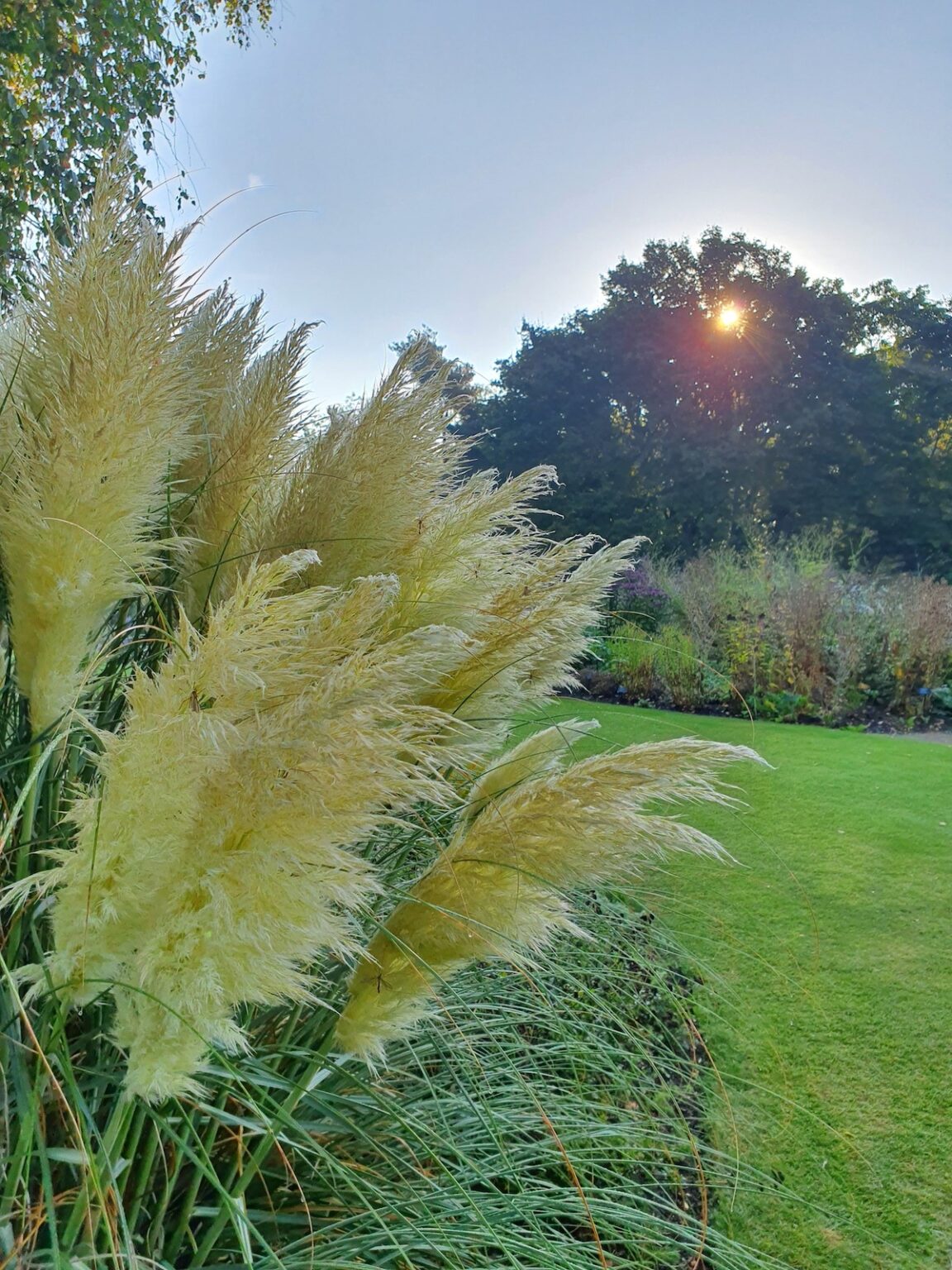 Pampų žolė (Cortaderia selloana) yra įspūdinga žolinė augalų rūšis